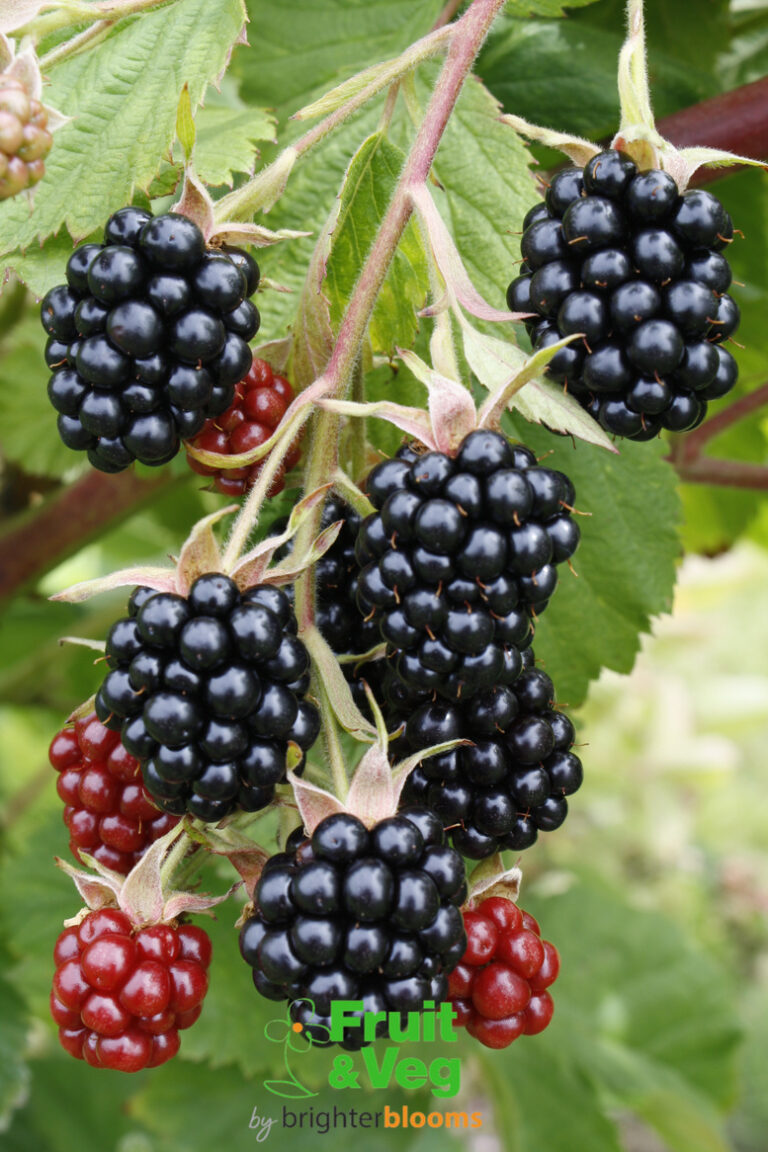 Blackberry Chester - Grow Veg & Fruit by Brighter Blooms
