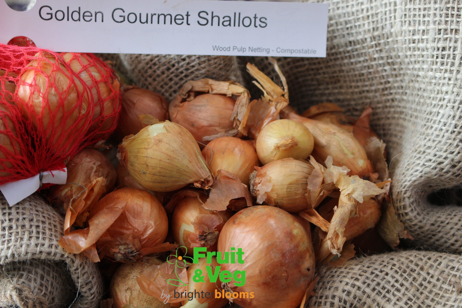 Shallot Golden Gourmet - Grow Veg & Fruit by Brighter Blooms