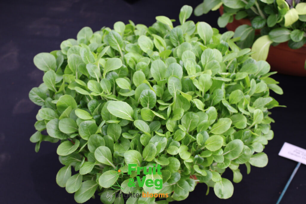 Pak Choi Canton Dwarf - Grow Veg & Fruit by Brighter Blooms