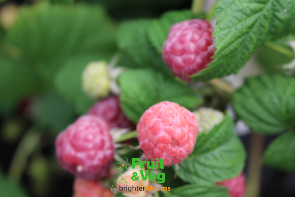 Raspberry Glen Coe - Grow Veg & Fruit by Brighter Blooms
