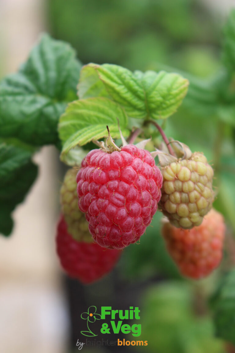 Raspberry Glen Magna - Grow Veg & Fruit by Brighter Blooms