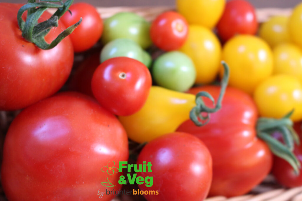4 Tomato Plants Mixed - Grow Veg & Fruit by Brighter Blooms