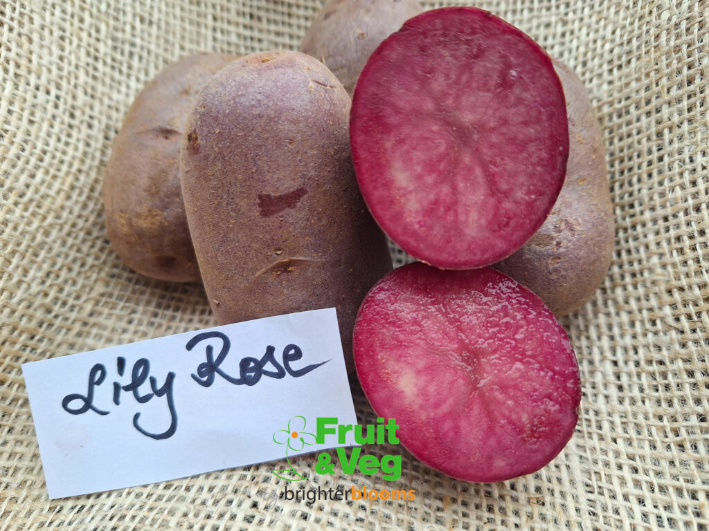 Seed Potato Lily Rose - Grow Veg & Fruit by Brighter Blooms