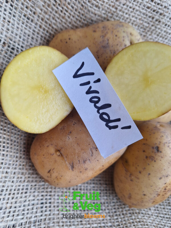 Seed Potato Vivaldi - Grow Veg & Fruit by Brighter Blooms